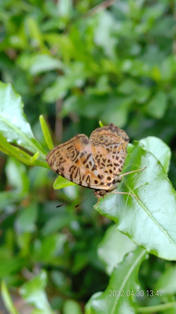 Yellow Jester from New Taipei, TW-NT-TP, TW on April 30, 2022 at 01:47 ...