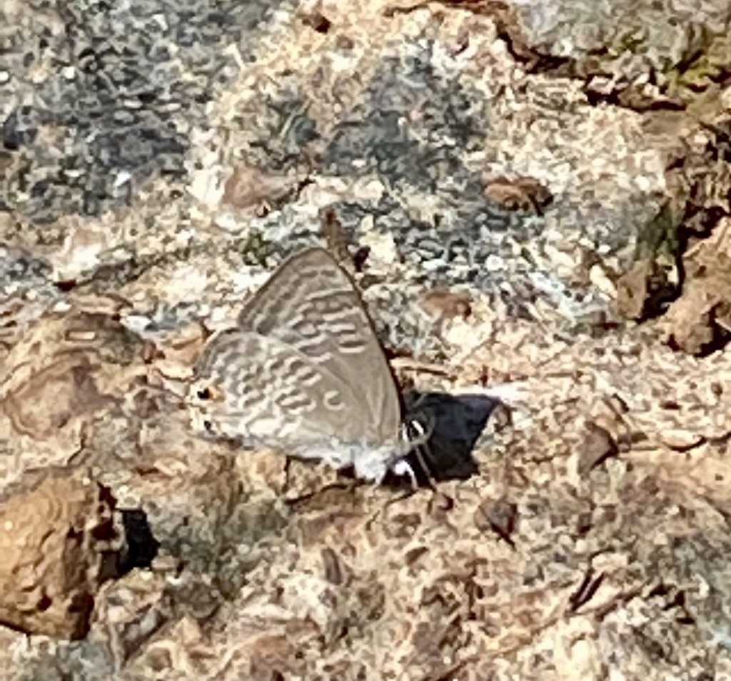 Common Hairtail from Rhus Avenue, Masvingo, Masvingo Province, ZW on ...