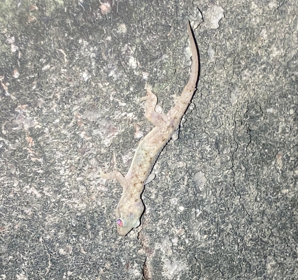 Brook's House Gecko from Flora Garden, Macao, MO on April 29, 2022 at ...
