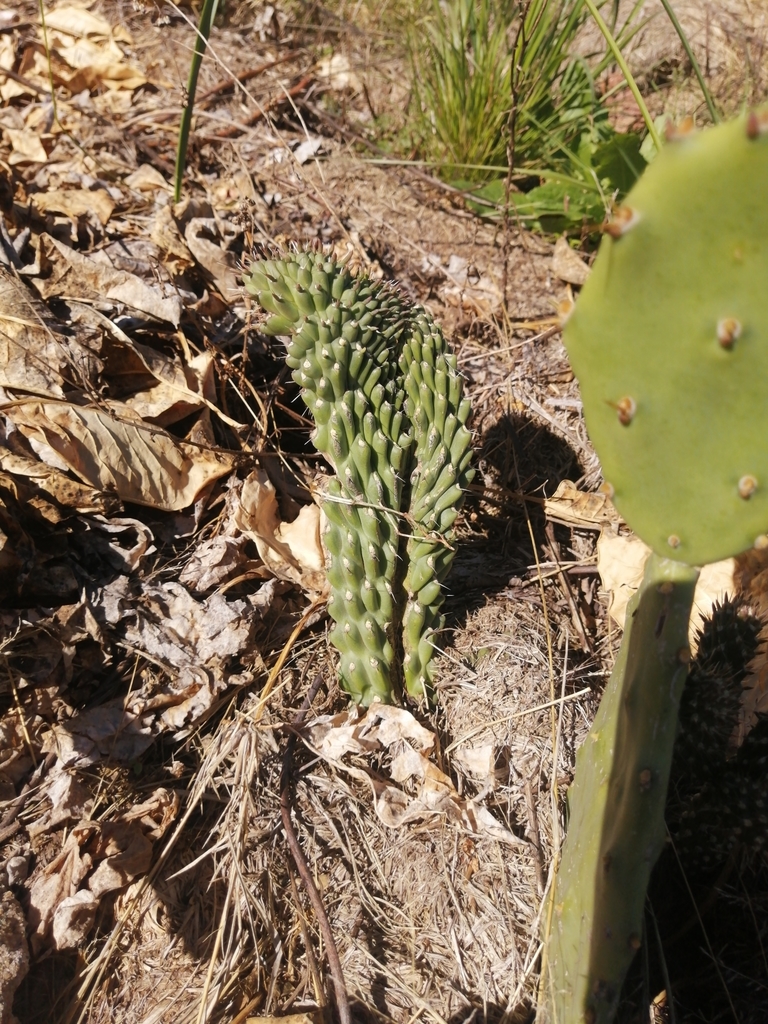 Boxing Glove Cactus from South Ridge, Kimberley, 8301, South Africa on ...
