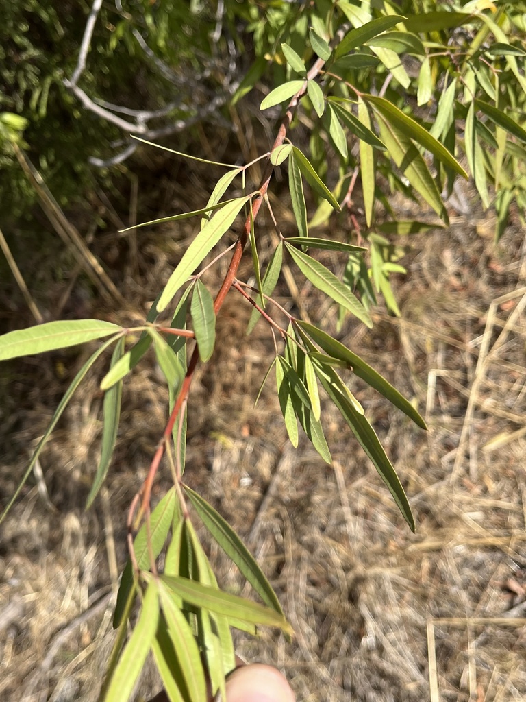 White Karee from N1, Goodwood, WC, ZA on April 29, 2022 at 02:14 PM by ...