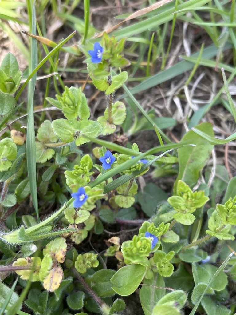 corn speedwell from Ždírec nad Doubravou, Vysočina, CZ on April 30 ...