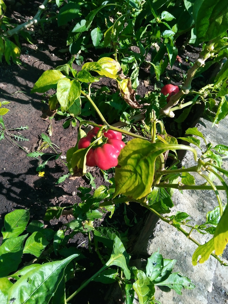 aji pepper from JB Marks Local Municipality, South Africa on April 30 ...