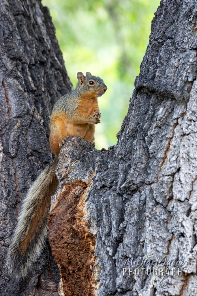 Mexican Fox Squirrel from Cochise County, AZ, USA on June 5, 2018 at 08:42 PM by Michael Jacobi ...