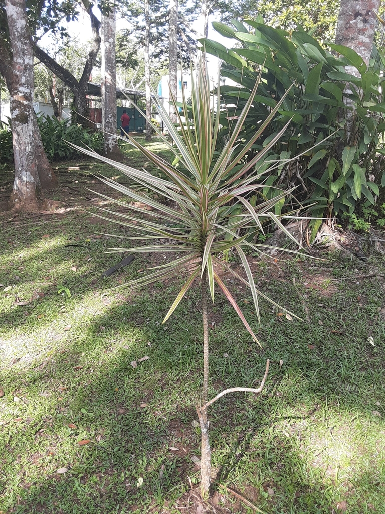 Madagascar Dragon-tree from Parqueo UCNE, 31000, República Dominicana ...