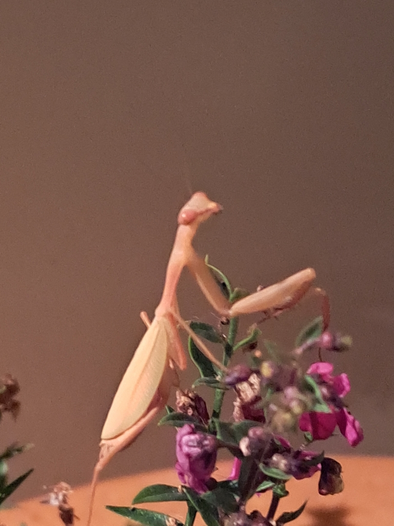 South African Mantis from Deurdrif, Cape Town, 7848, South Africa on ...