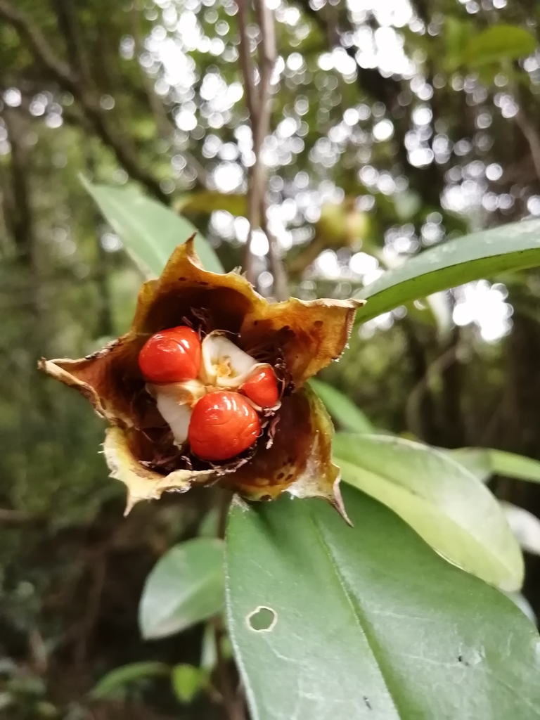 Climbing Guinea flower from George Municipality, South Africa on April ...