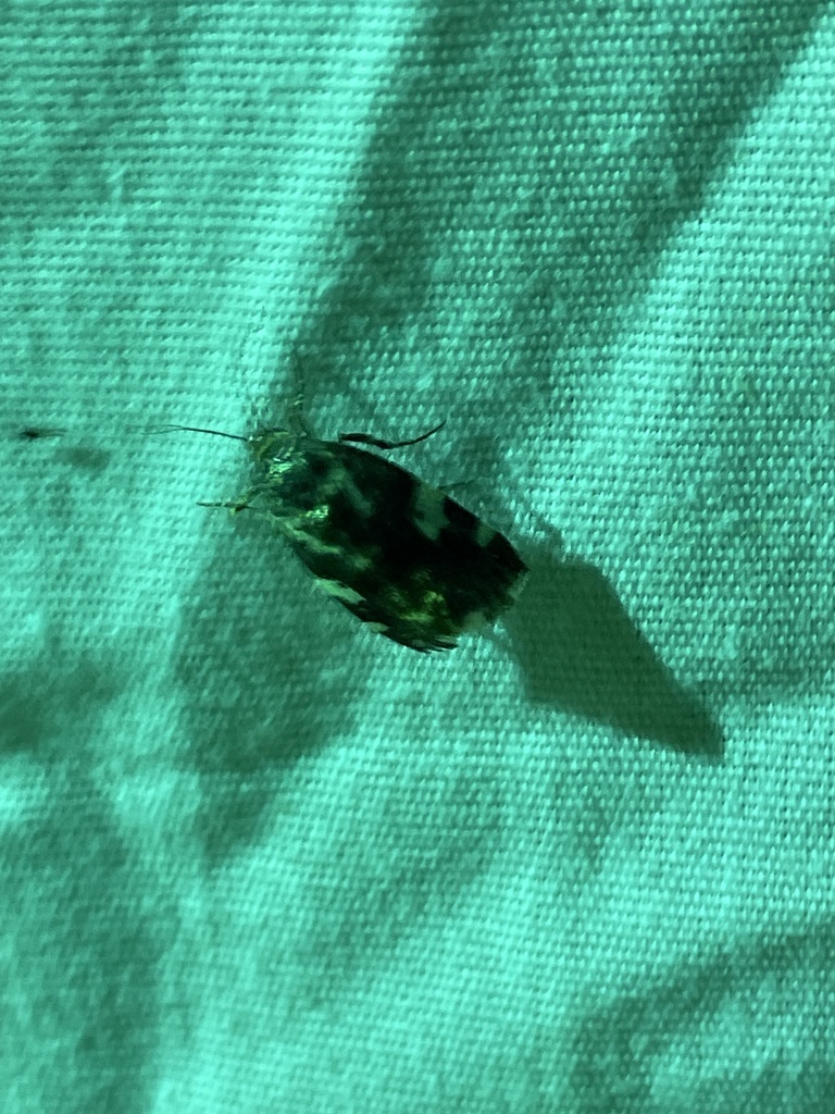 Redbud Leaffolder Moth from Onward Rd, Midlothian, TX, US on April 29 ...