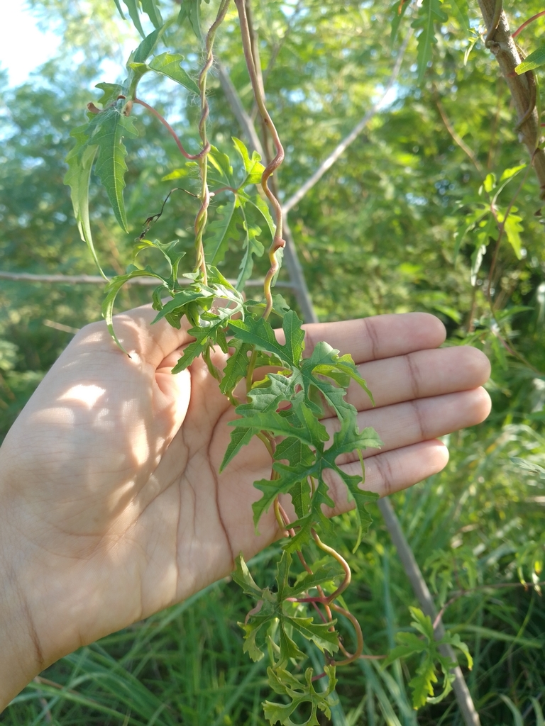 Alamo vine from Cd del Carmen, Camp., México on April 30, 2022 at 08:42 ...