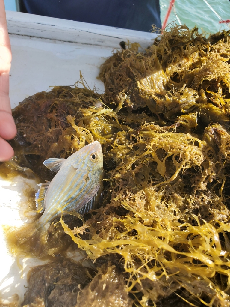 Pinfish from Sarasota, FL, USA on April 30, 2022 at 09:49 AM by Sue ...