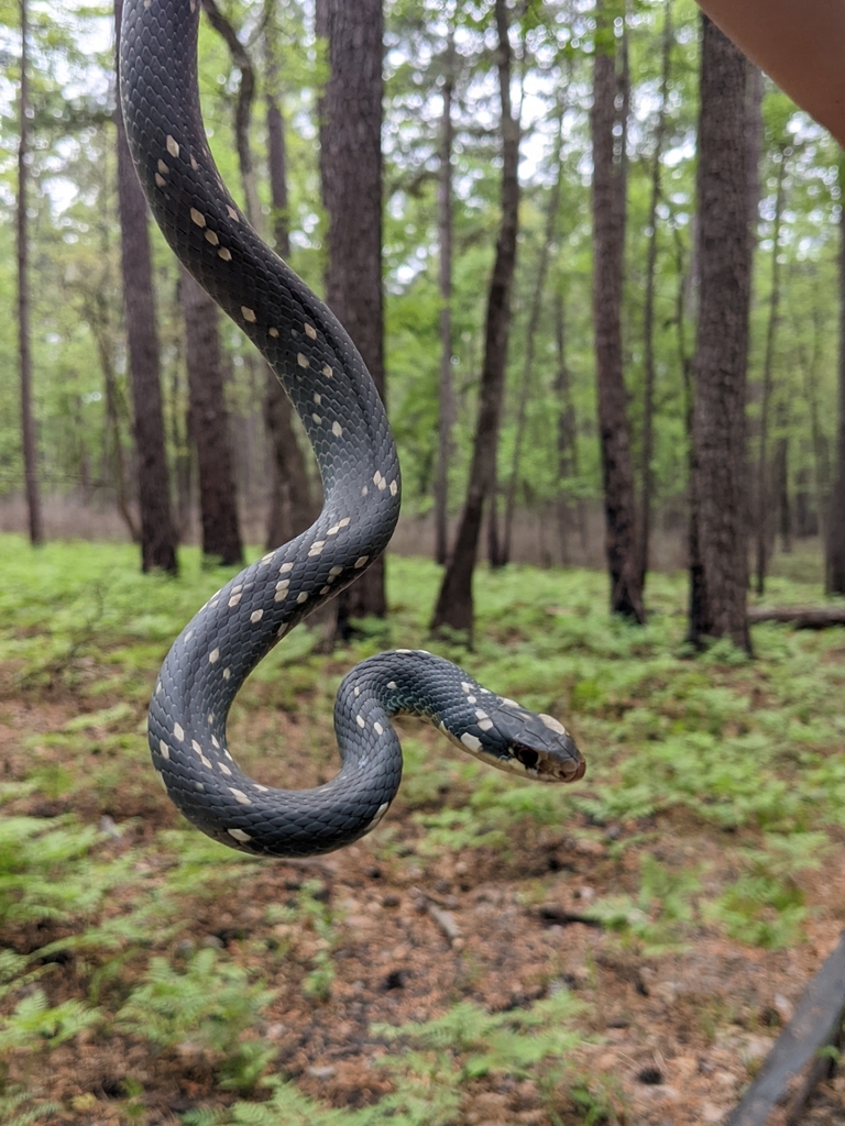 Buttermilk Racer in April 2022 by Trey M · iNaturalist