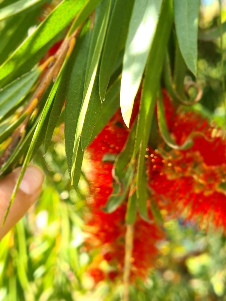 bottlebrushes from George, 6530, South Africa on April 30, 2022 by Kylah Kaplan · iNaturalist