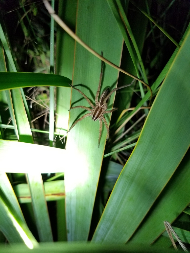 Rabid Wolf Spider from Brazoria County, TX, USA on June 05, 2018 at 09: ...