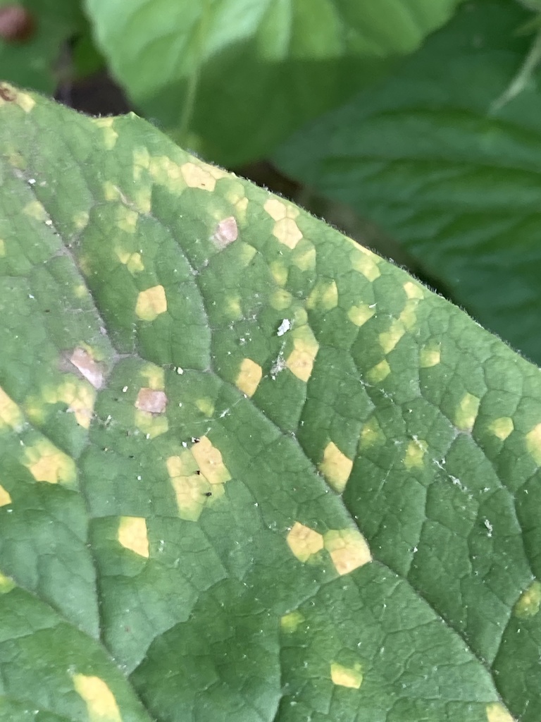 Mayapple Rust from Overton Park, Memphis, TN, US on April 30, 2022 at ...