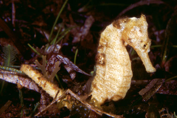 Common Seahorse (Reef Fish of the Hawaiian Islands) · iNaturalist