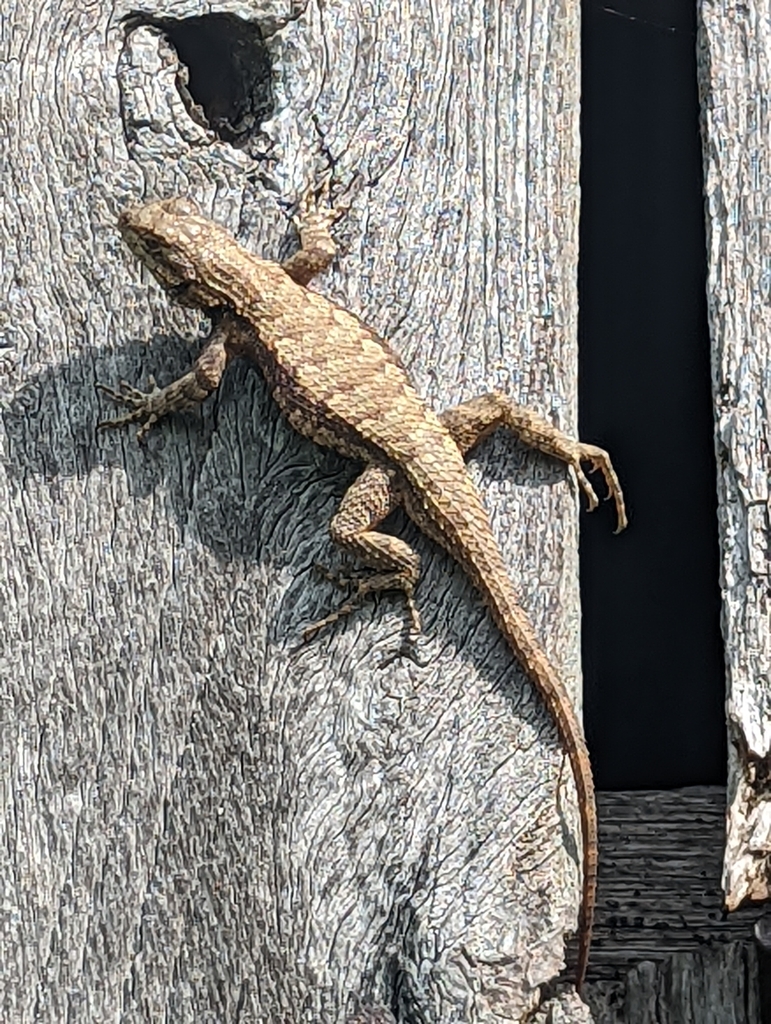 Eastern Fence Lizard from Smith County, US-TN, US on April 30, 2022 at ...