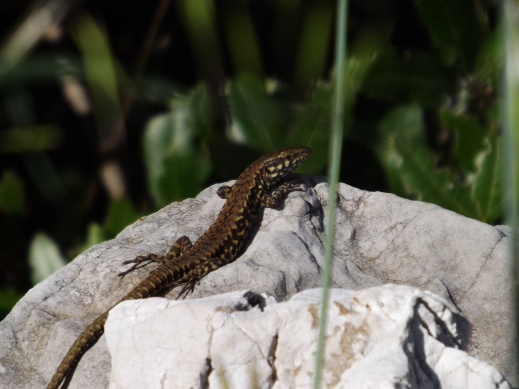 Common Wall Lizard from Monte Campazzano, Segni (RM) on April 29, 2022 ...
