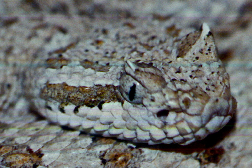 Sidewinder by Robert Sprackland · iNaturalist