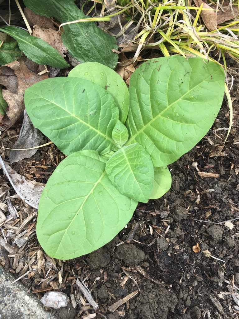 Indian tobacco from Garfield Memorial Grove, Indianapolis, IN, US on ...