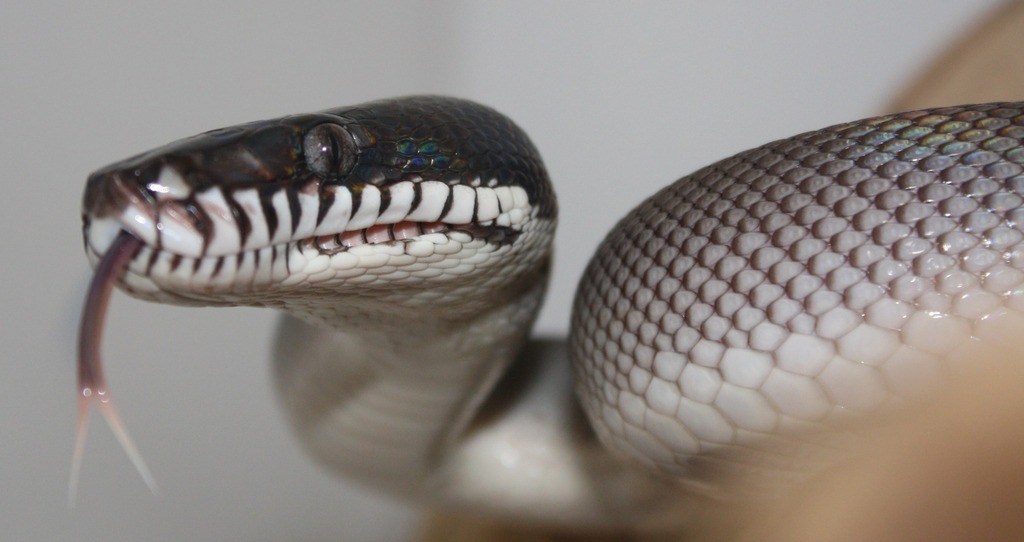 D’Albertis' Python by Robert Sprackland. Unusual colour pattern--gray ...