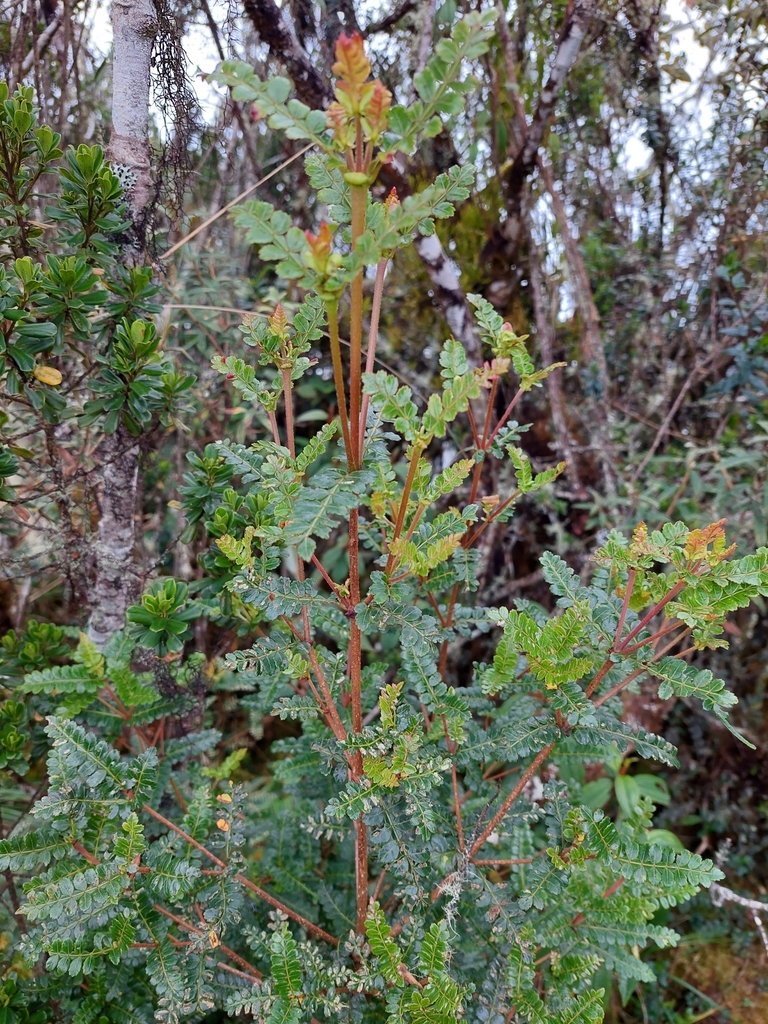 Weinmannia fagaroides from Sillutinkara, Cotapata, La Paz on April 29 ...