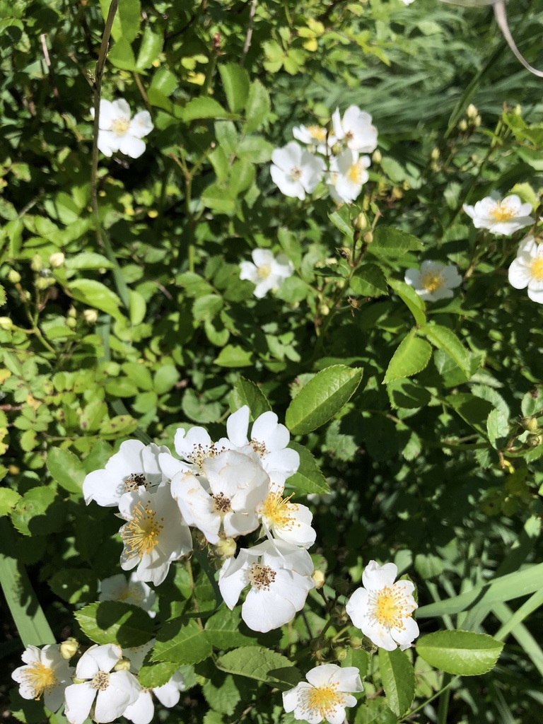 multiflora rose from Delton, MI 49046, Delton, MI, US on June 5, 2018 ...