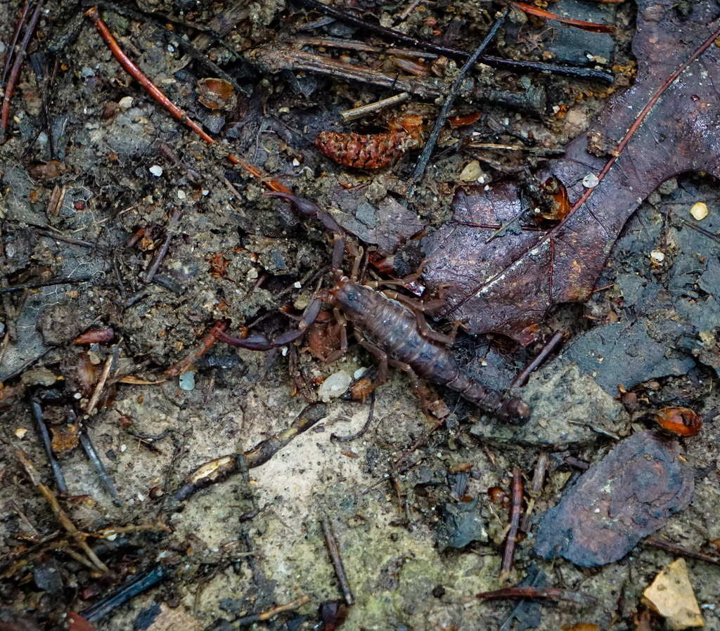 Southern Devil Scorpion in May 2018 by Stacey Whetstone · iNaturalist