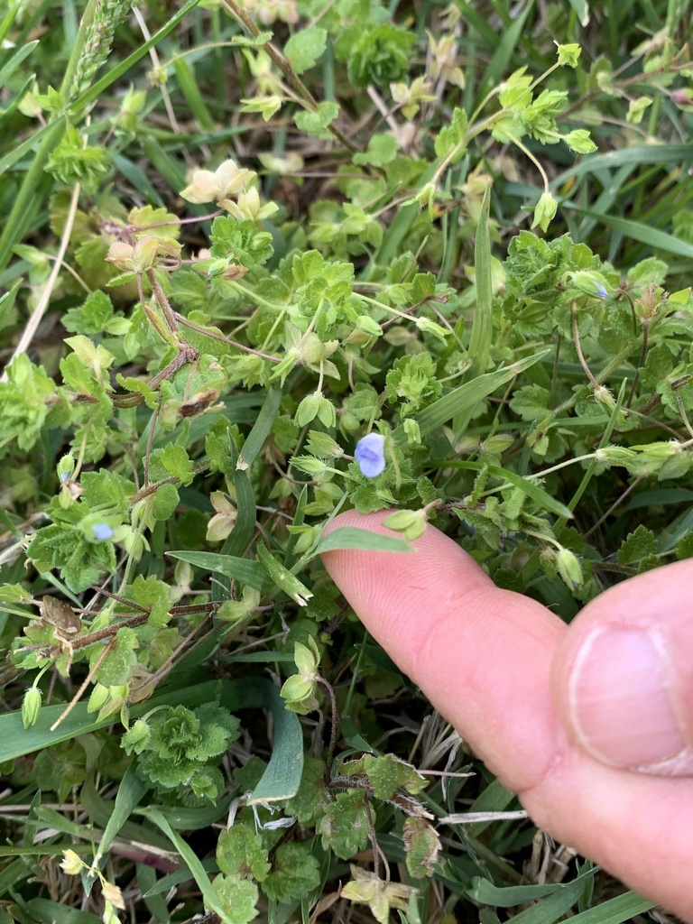 bird's-eye speedwell from Earlysville Rd, Charlottesville, VA, US on ...