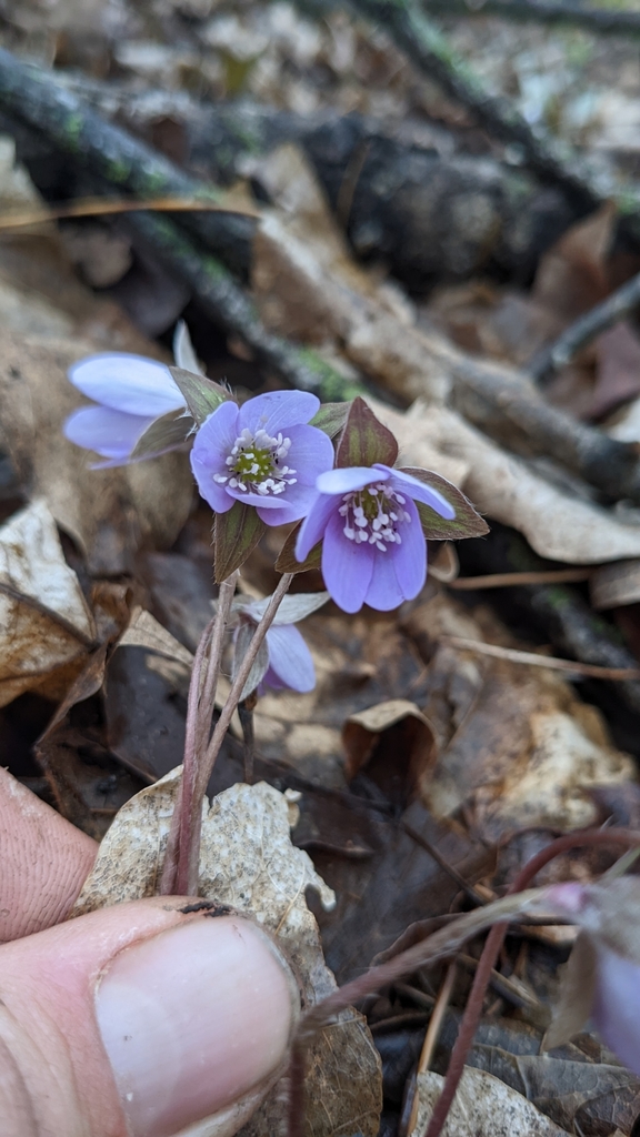 sharp-lobed hepatica from Cannon City Township, MN, USA on April 30 ...