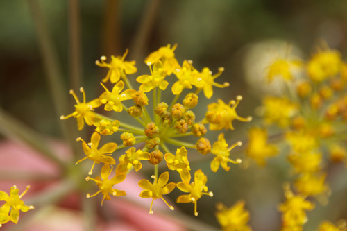 Thapsia platycarpa · iNaturalist United Kingdom