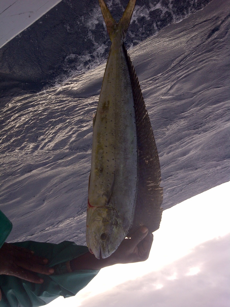 Common Dolphinfish from canyon on December 7, 2011 by shanedestadler ...