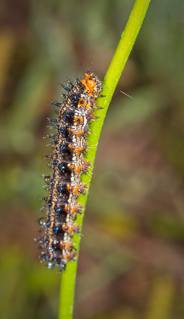 Common Buckeye in March 2022 by Sharon Shaw Milligan · iNaturalist