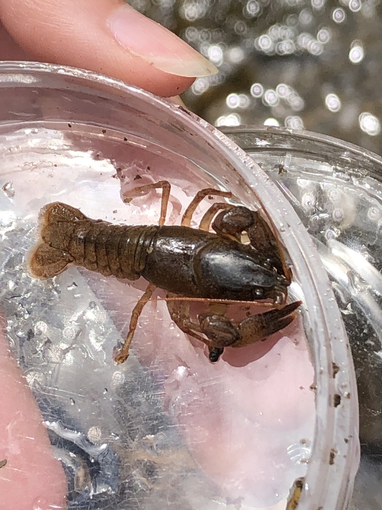 Rock Crayfish from Allegheny County, US-PA, US on April 30, 2022 at 02: ...