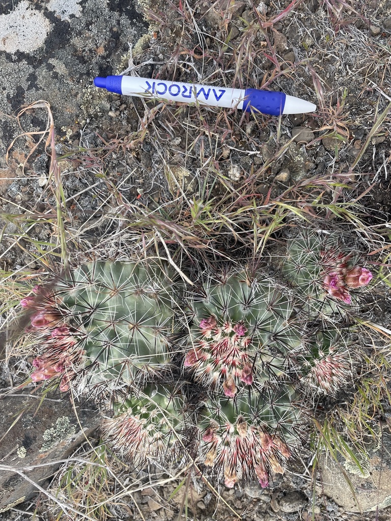 Columbia Plateau Cactus in April 2022 by Garrett Moon · iNaturalist