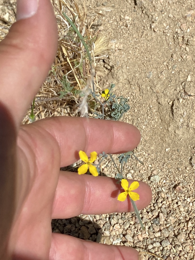 Little Gold Poppy from Weldon, CA, US on April 30, 2022 at 10:53 AM by ...