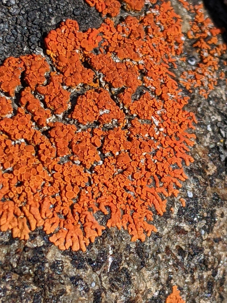 Elegant Sunburst Lichen from Yellowknife, NT X1A 3C5, Canada on April ...