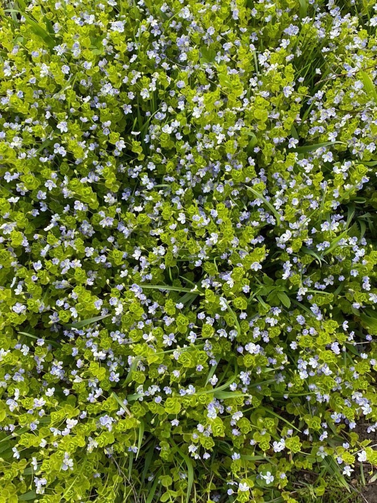 Slender speedwell from Prienai 59129, Lietuva on April 29, 2022 at 07: ...