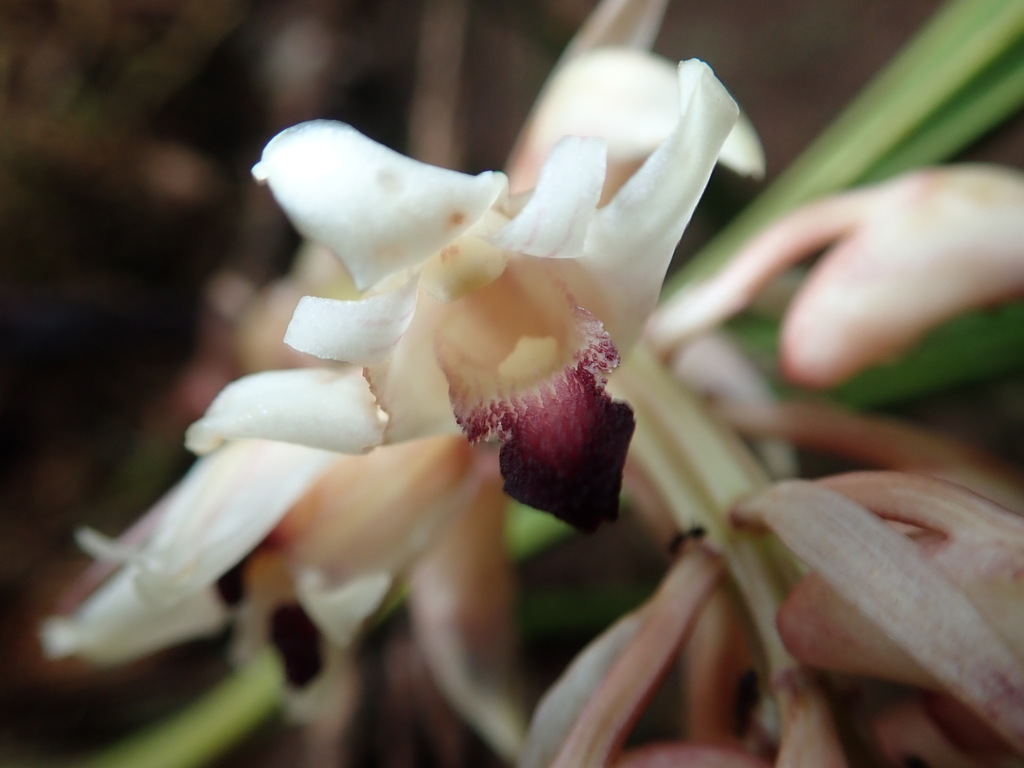Xylobium variegatum in May 2018 by Rudy Gelis · iNaturalist