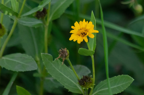 Pascalia subvaginata · iNaturalist