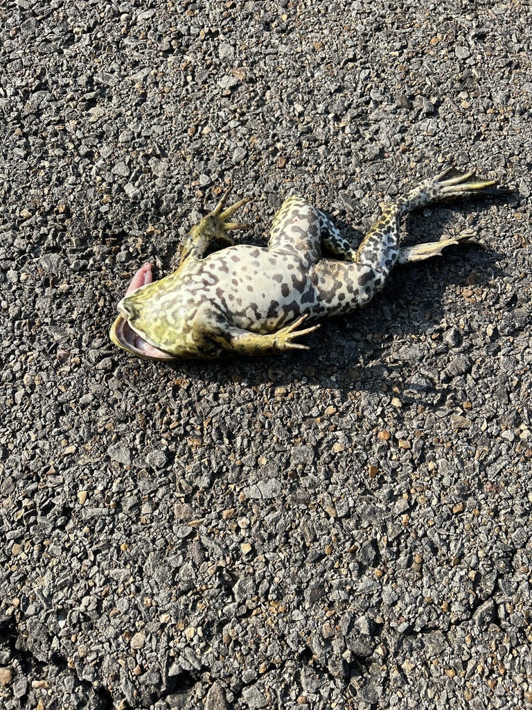 American Bullfrog from Williams St, Branch, AR, US on April 22, 2022 at ...