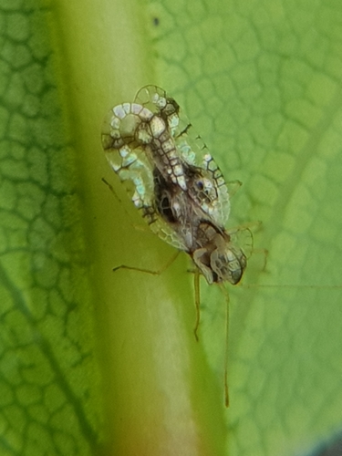 Stephanitis lauri · iNaturalist