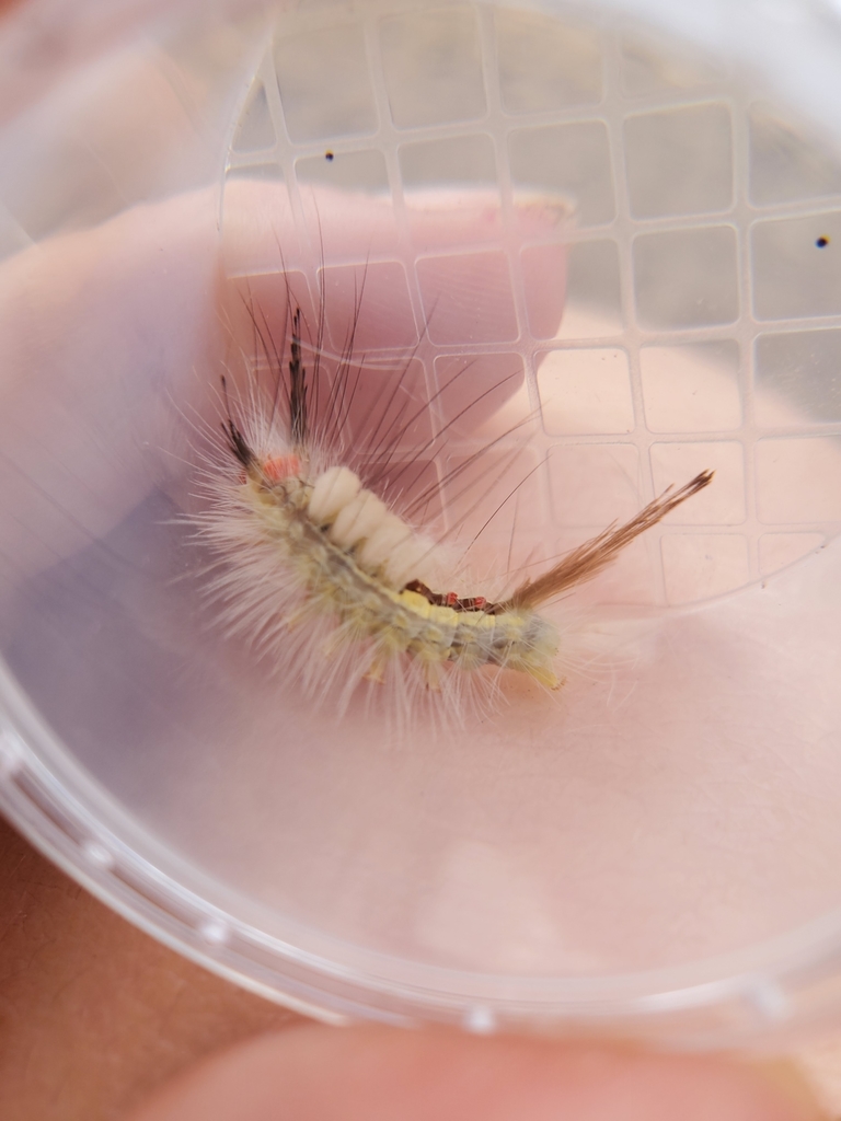 White-marked Tussock Moth from Longview, TX 75605, USA on April 30 ...