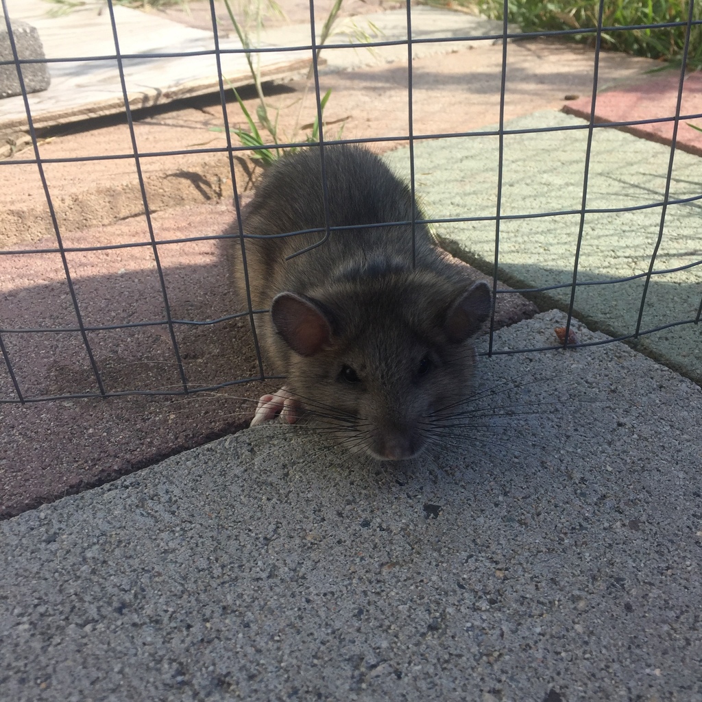 Bushy-tailed Woodrat from 3851 Sage Mesa Dr, , BC, CA on June 06, 2018 ...