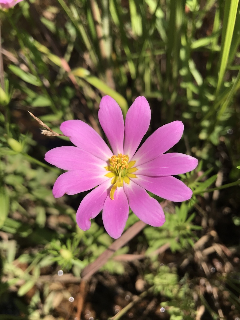 Sabatia dodecandra foliosa from 1601–1661 Josh Hagin Rd, Statesboro, GA ...