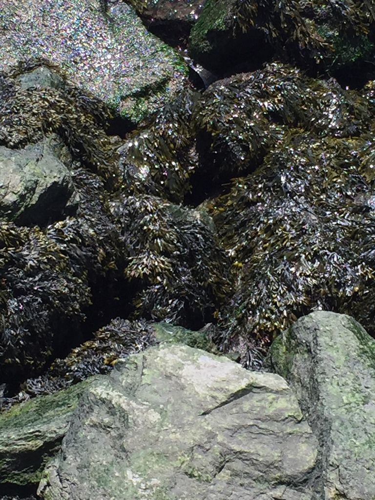 Rockweed from Governors Island, New York, NY, US on April 30, 2022 at ...