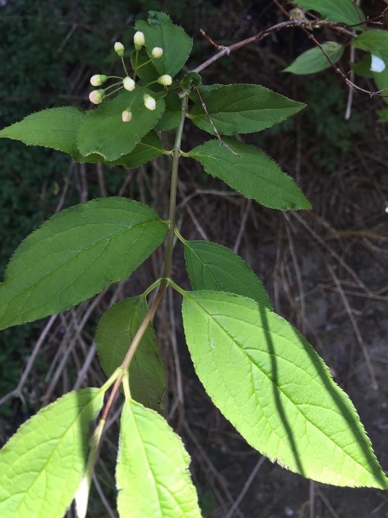 Deutzia from Upper New York Bay, Jersey City, NJ, US on April 30, 2022 ...