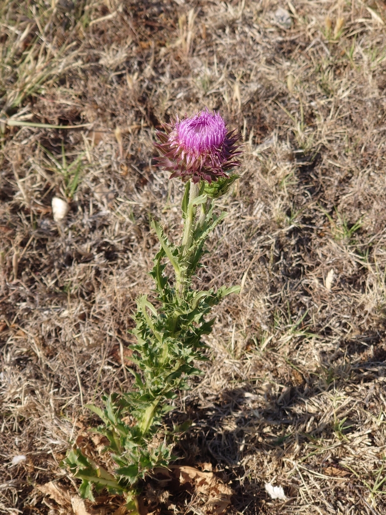musk thistle from Altus, OK, USA on April 30, 2022 at 06:03 PM by ...