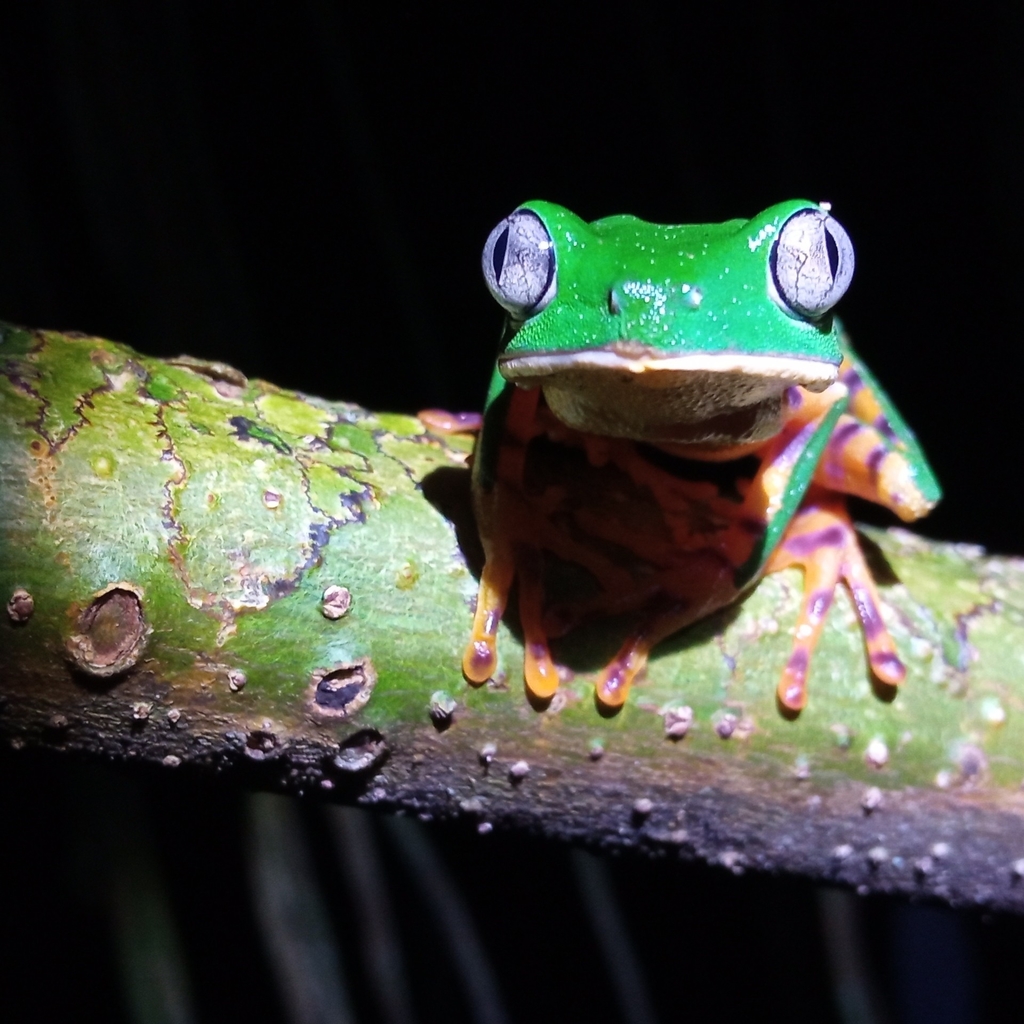 Barred Monkey Frog from 21260, Perú on March 23, 2022 at 10:27 PM by ...