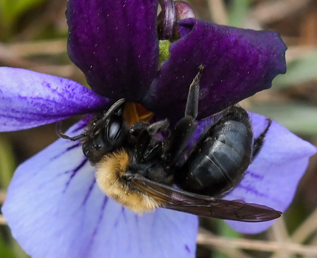 Carlin's Mining Bee from Warsaw, IL 62379, USA on April 22, 2022 at 01: ...