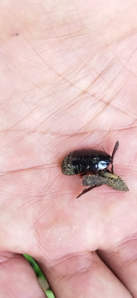Cockroaches and Termites from Caribe, Medellín, Antioquia, Colombia on ...